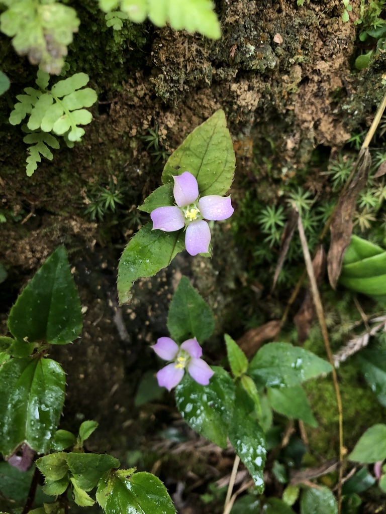 (Sarcopyramis) - Botanical Realm