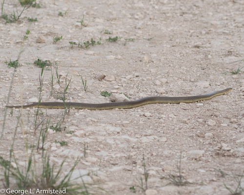 Brown Musurana (Paraphimophis rusticus) - Snakes and Lizards