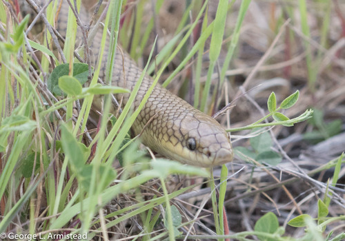 (Paraphimophis) - Snakes and Lizards
