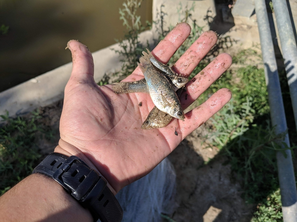 Amazon Molly (Poecilia formosa) - Marine Life Identification