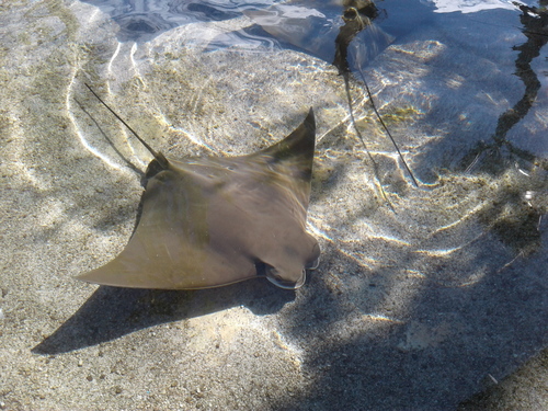 Cownose Ray (Migrators through the Jersey Shore) · iNaturalist