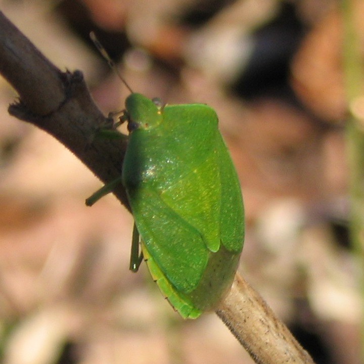 Green Stink Bug from Douglas County, KS, USA on January 24, 2006 at 04: ...