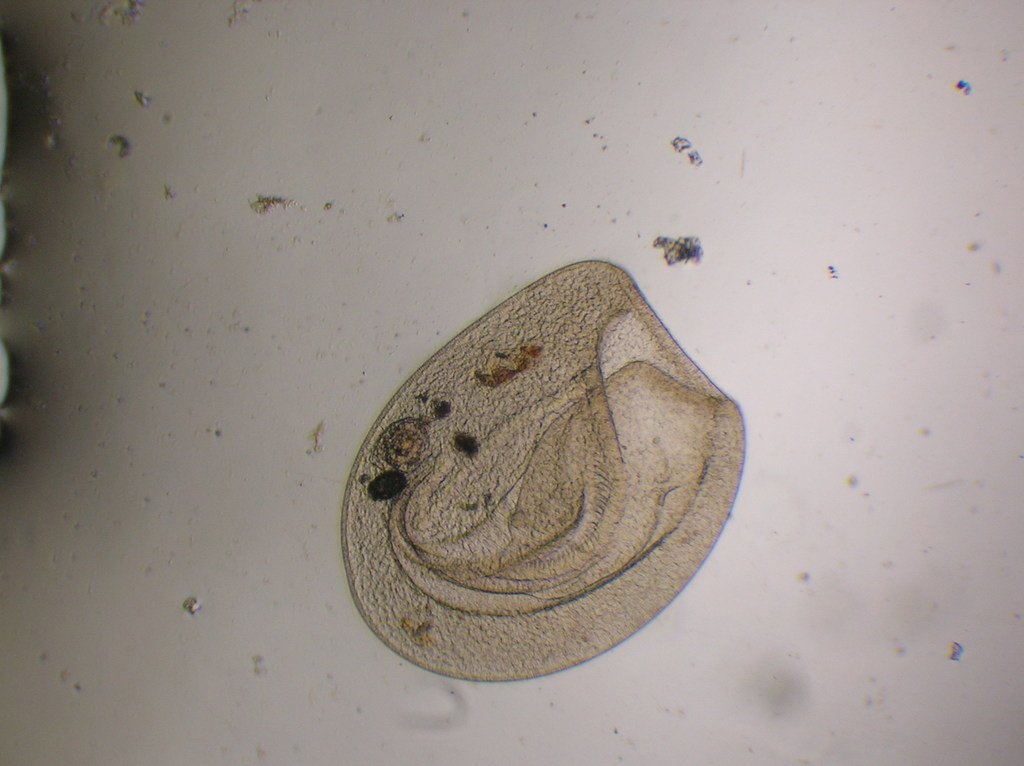 Bursaridium in July 2008 by davidenrique · iNaturalist