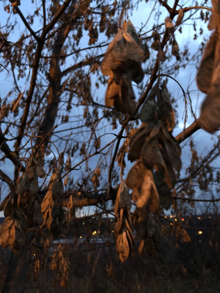 box elder in November 2019 by lgirard · iNaturalist