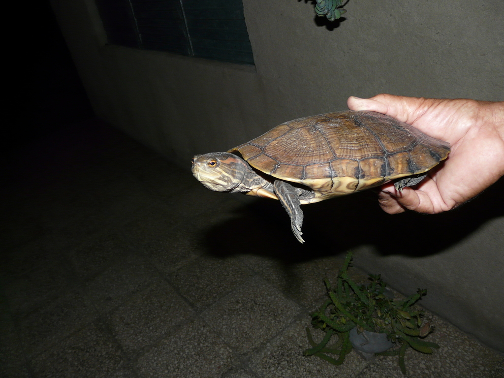 Cuban Slider (Herps of Eastern Cuba) · iNaturalist
