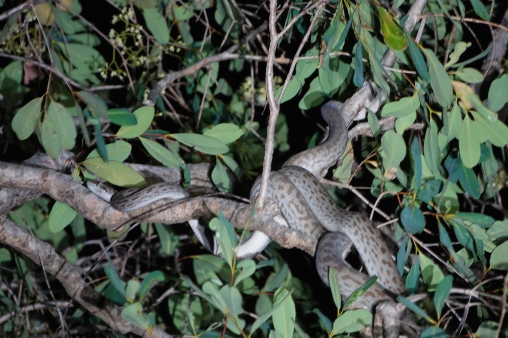 Oenpelli Rock Python in October 2019 by Rob Stone. Found with Keith ...