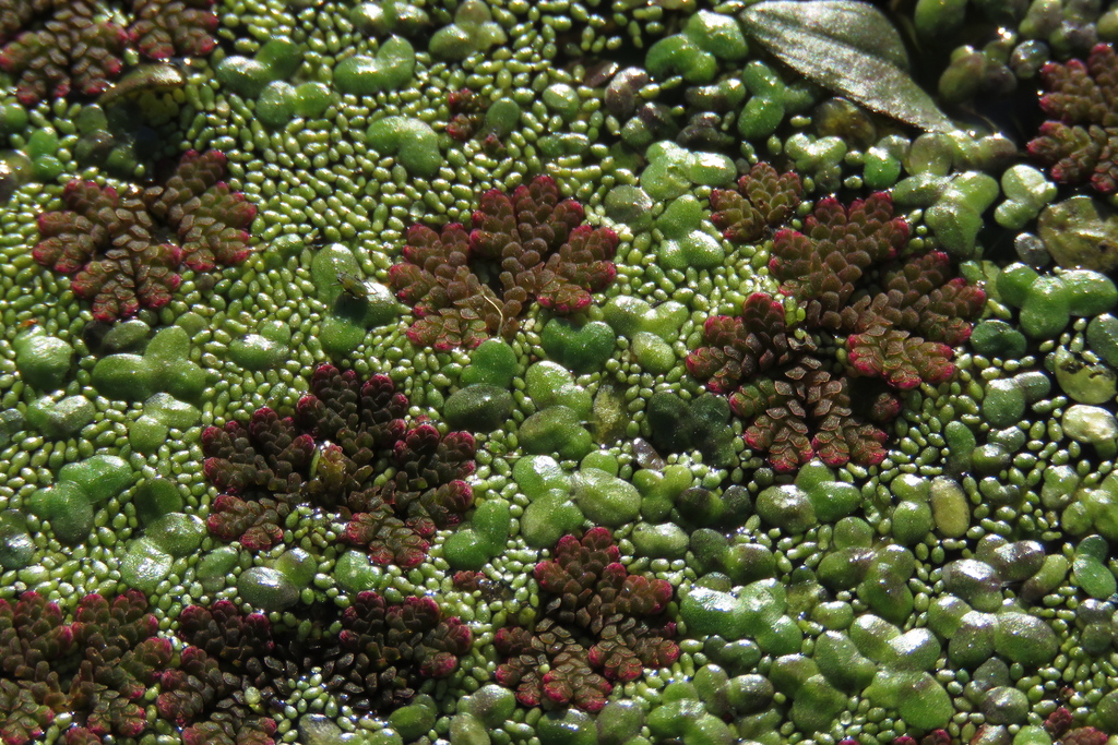 Mosquito Ferns (Azolla) - Botanical Realm