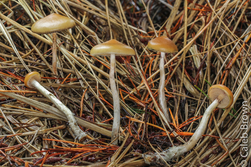 Psilocybe azurescens from Pacific County, WA, USA on November 3, 2018 ...