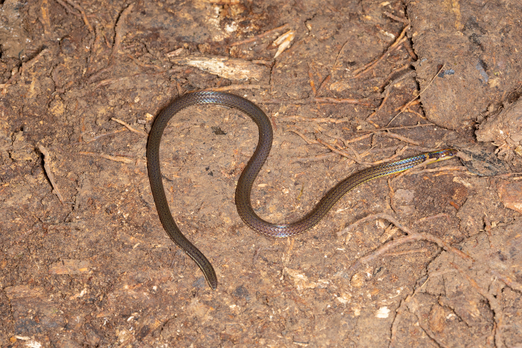 Boie's Dwarf Snake (Calamaria virgulata) - Snakes and Lizards