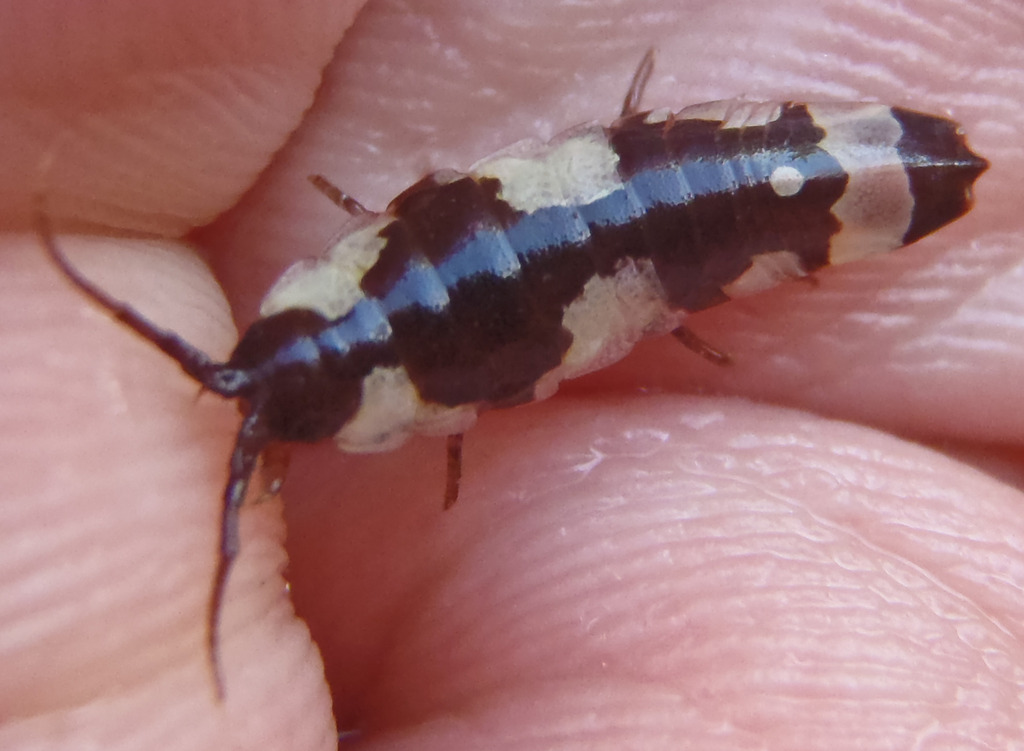 Baltic Isopod (Isopods of Germany (Asseln Deutschlands) ) · iNaturalist