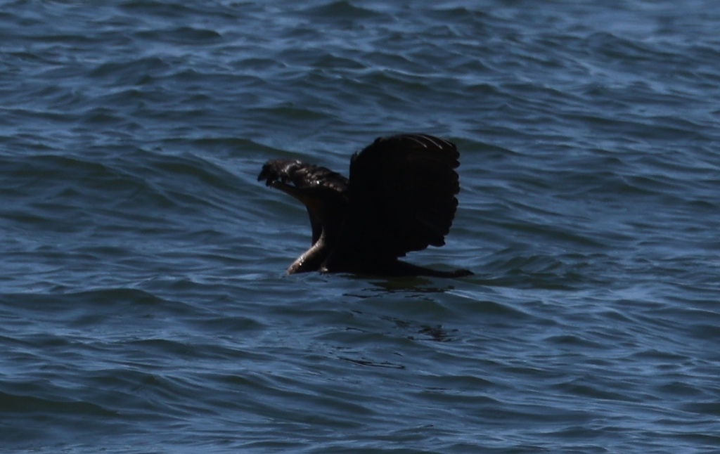 Cormorants and Shags from Barnegat Light, NJ, USA on August 26, 2025 at ...
