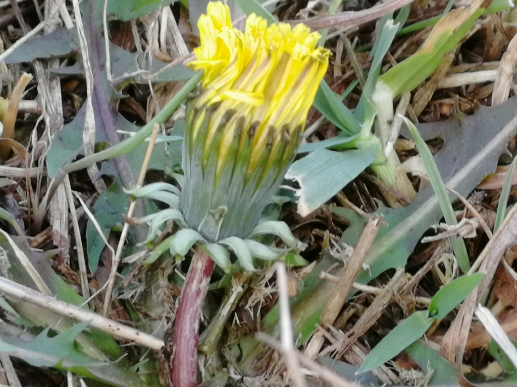 Chinese dandelion (Taraxacum sinicum) - Botanical Realm