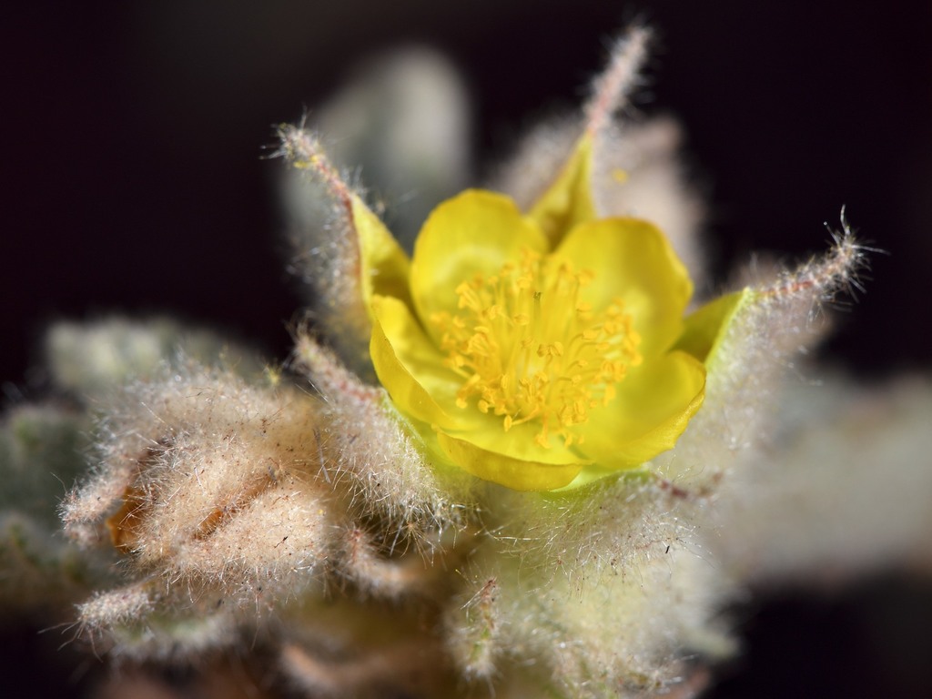 (Corchorus) - Botanical Realm