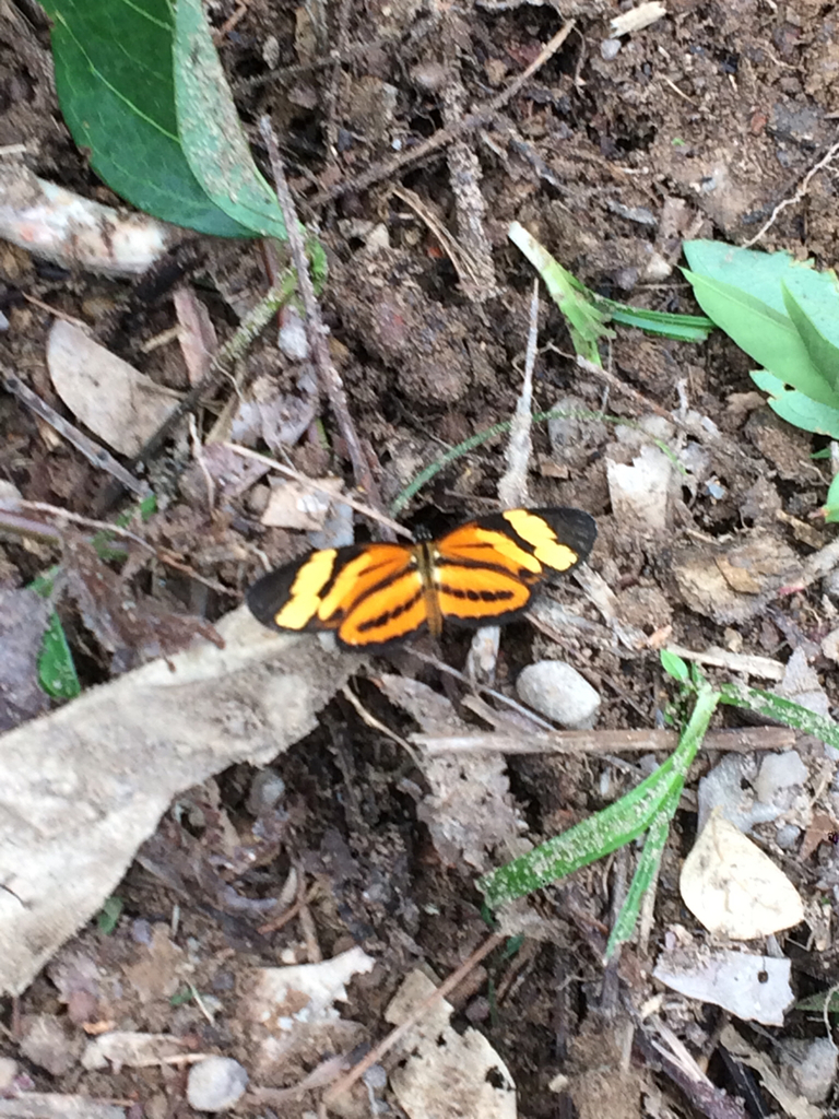 Tiger Crescent from Alta Floresta on November 6, 2019 by Delton Jonatas ...