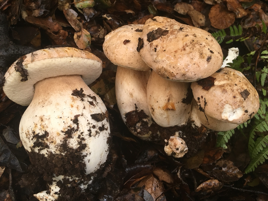 Barrow's Bolete (Mushrooms of Coronado National Forest) · iNaturalist