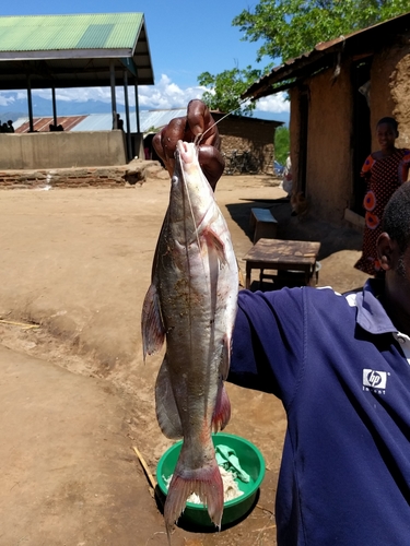 Semutundu (Bagrus docmak) · iNaturalist