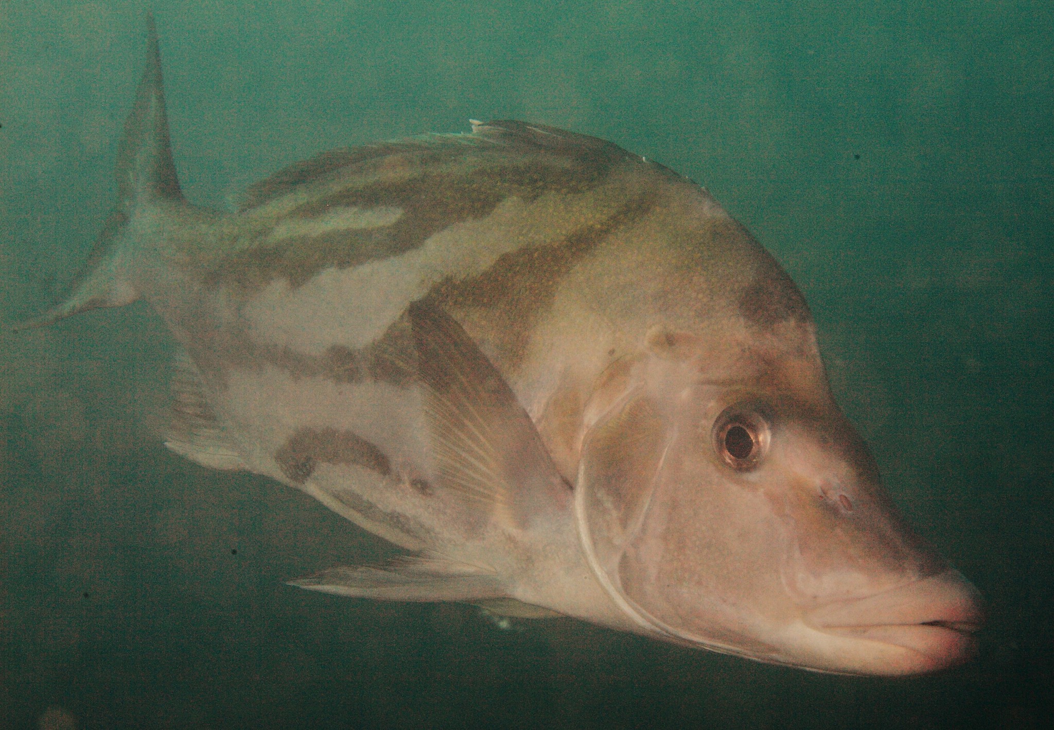 Paristiopterus labiosus (Günther, 1872)