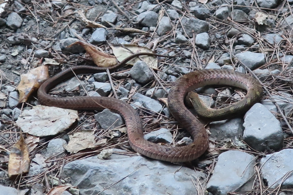 Stejneger's Bamboo Snake from Shei-Pa National Park, Tai-an Township ...