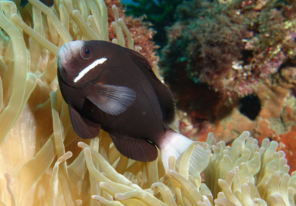 McCulloch's Anemonefish (Amphiprion mccullochi) - Marine Life ...