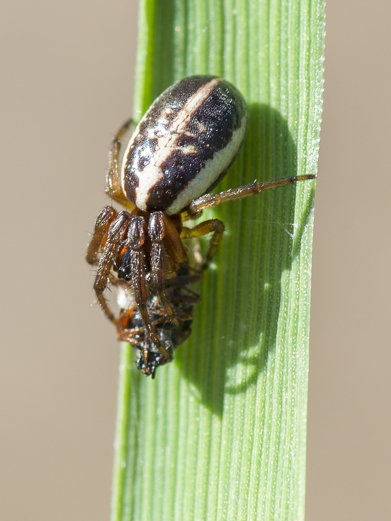 Singa nitidula (Orb Weavers of Scandinavia (Araneidae)) · iNaturalist