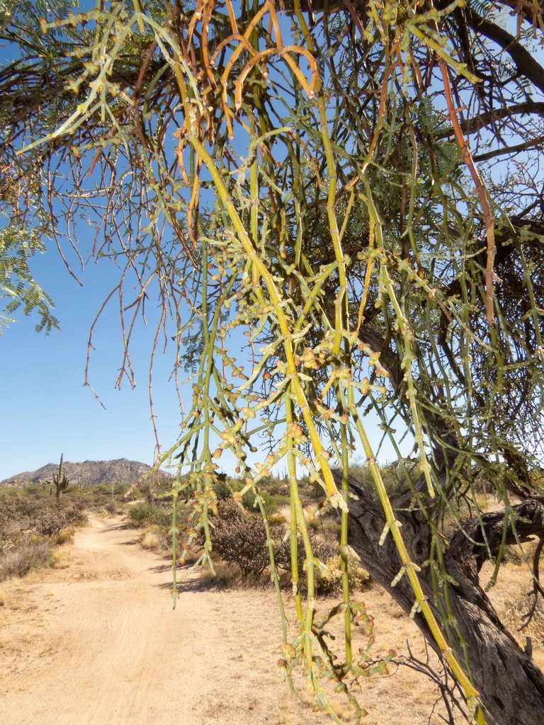 Mesquite Mistletoe from Maricopa, Arizona, United States on November 4 ...