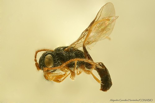 (Deinodryinus rufopilosus)