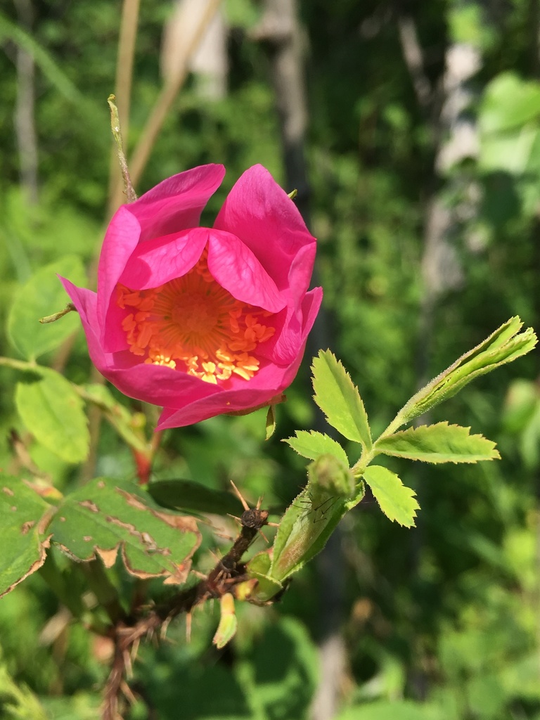 Prickly Wild Rose from Wabasca 166, Opportunity No. 17, AB T0G, Canada ...