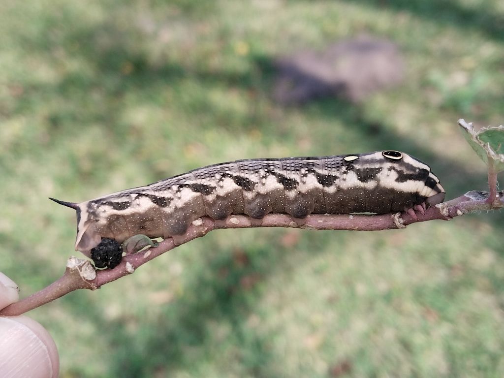 Vine Hawkmoth from Uthungulu, ZA-NL, ZA on August 27, 2025 at 11:38 AM ...