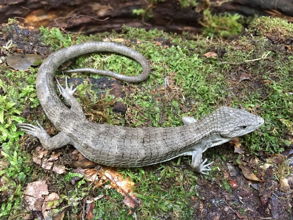 Monte Cristo Arboreal Alligator Lizard on May 17, 2015 at 11:19 AM by ...