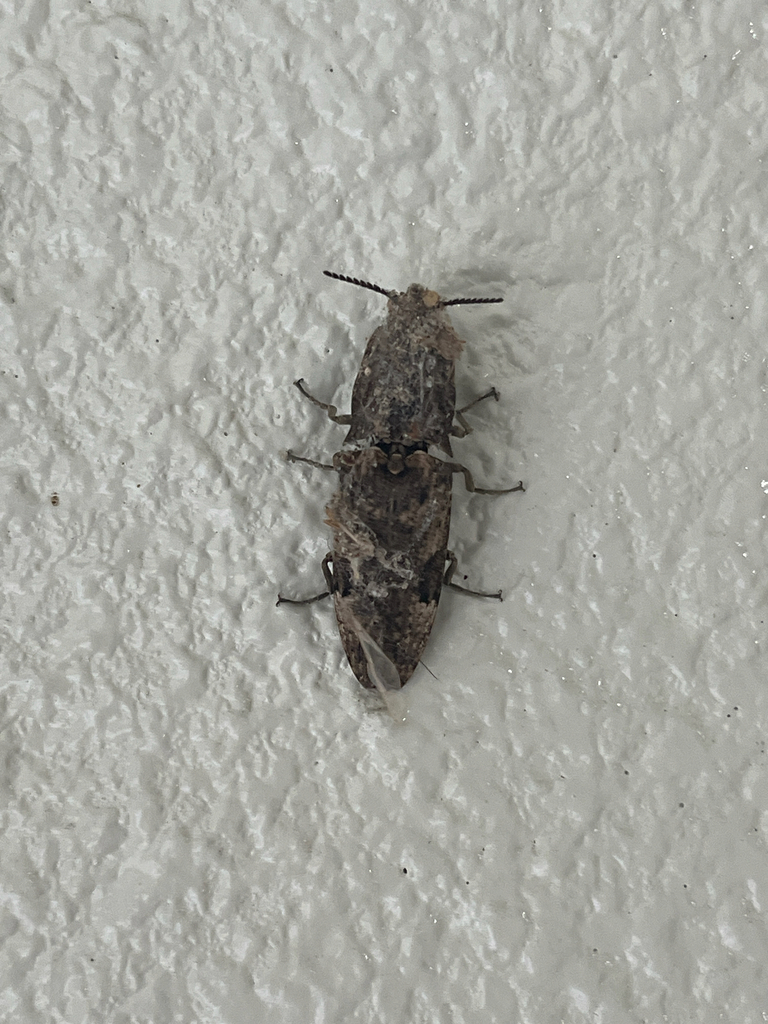 Cryptalaus larvatus in August 2025 by Nakatada Wachi · iNaturalist
