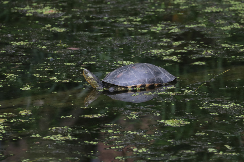 Common thread turtle from 號, No. 10武隆街113巷安樂區基隆市台灣 204 on November 7 ...