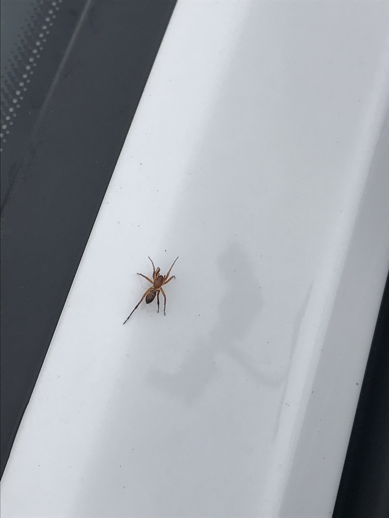 Rta clade from University Dr NW, Huntsville, AL, US on November 7, 2019 ...