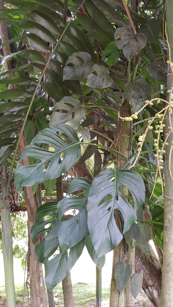 Monstera adansonii laniata (ARACEAE DE COLOMBIA) · iNaturalist