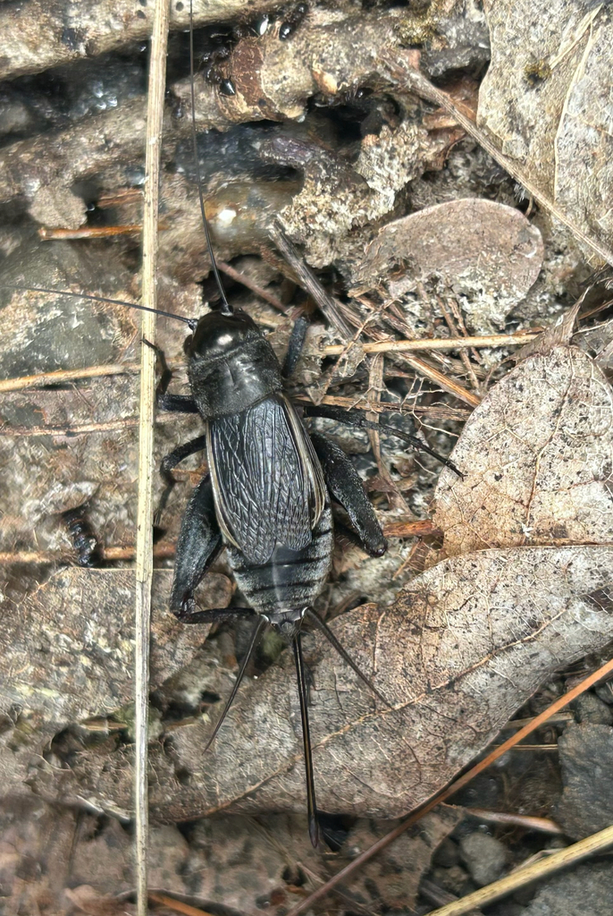 Fall Field Cricket from Overbrook Ave, Dallas, PA, US on August 27 ...