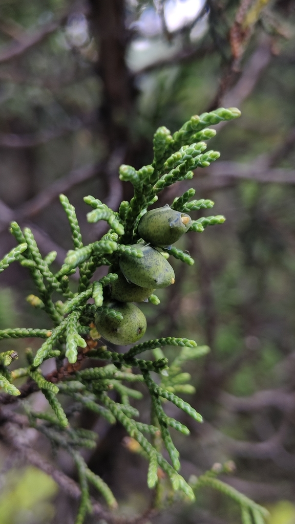 Sichuan juniper (Juniperus saltuaria) - Botanical Realm