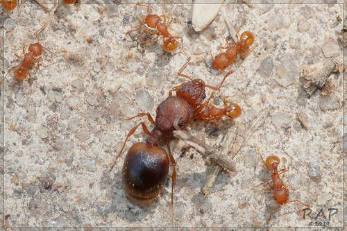 Petite Fourmi de Feu (Insectes de Polynésie Française) · iNaturalist