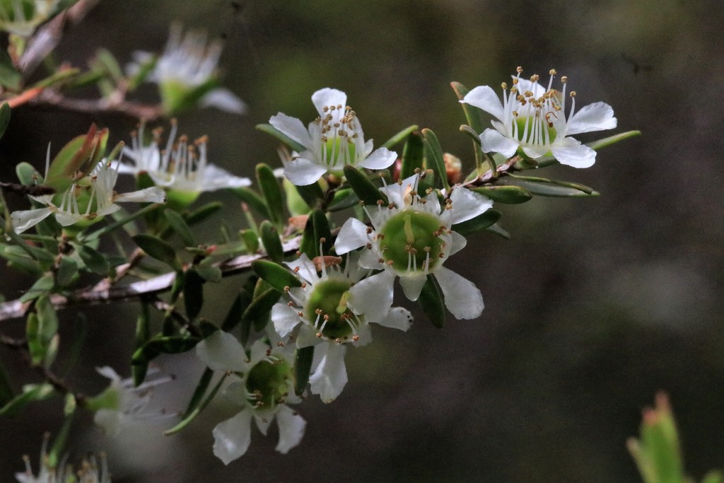 Tantoon from Coffs Harbour NSW, Australia on November 7, 2019 at 07:57 ...