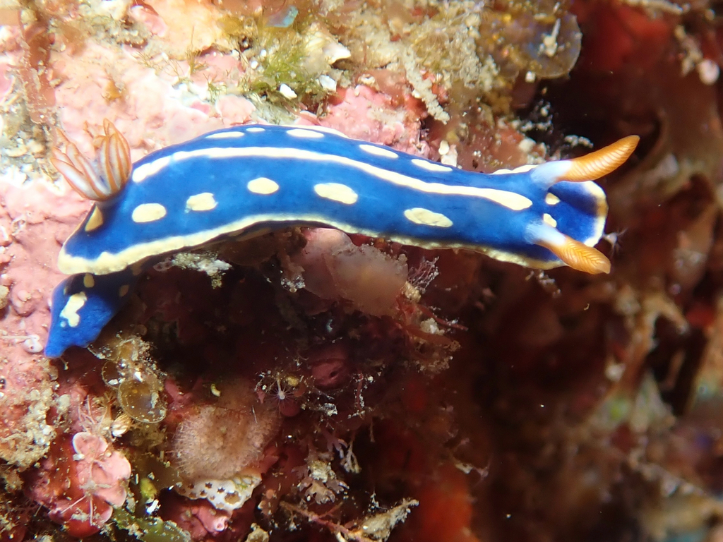 Festive Sea Slug from Futo beach on August 07, 2024 at 05:34 AM by bobo ...