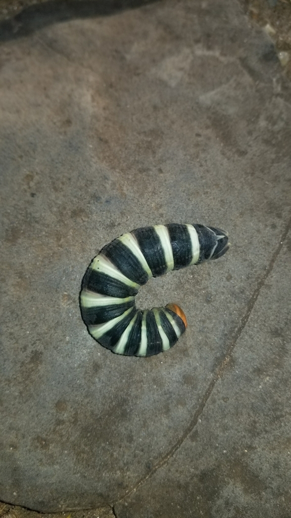 Pachylia syces (Panambi Guaçu) · iNaturalist