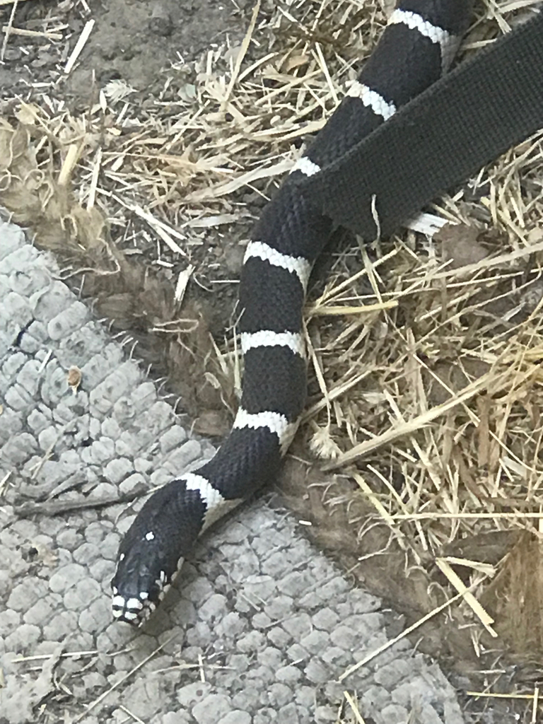 California King Snake from Low Gap Rd, Ukiah, CA, US on August 26, 2025 ...