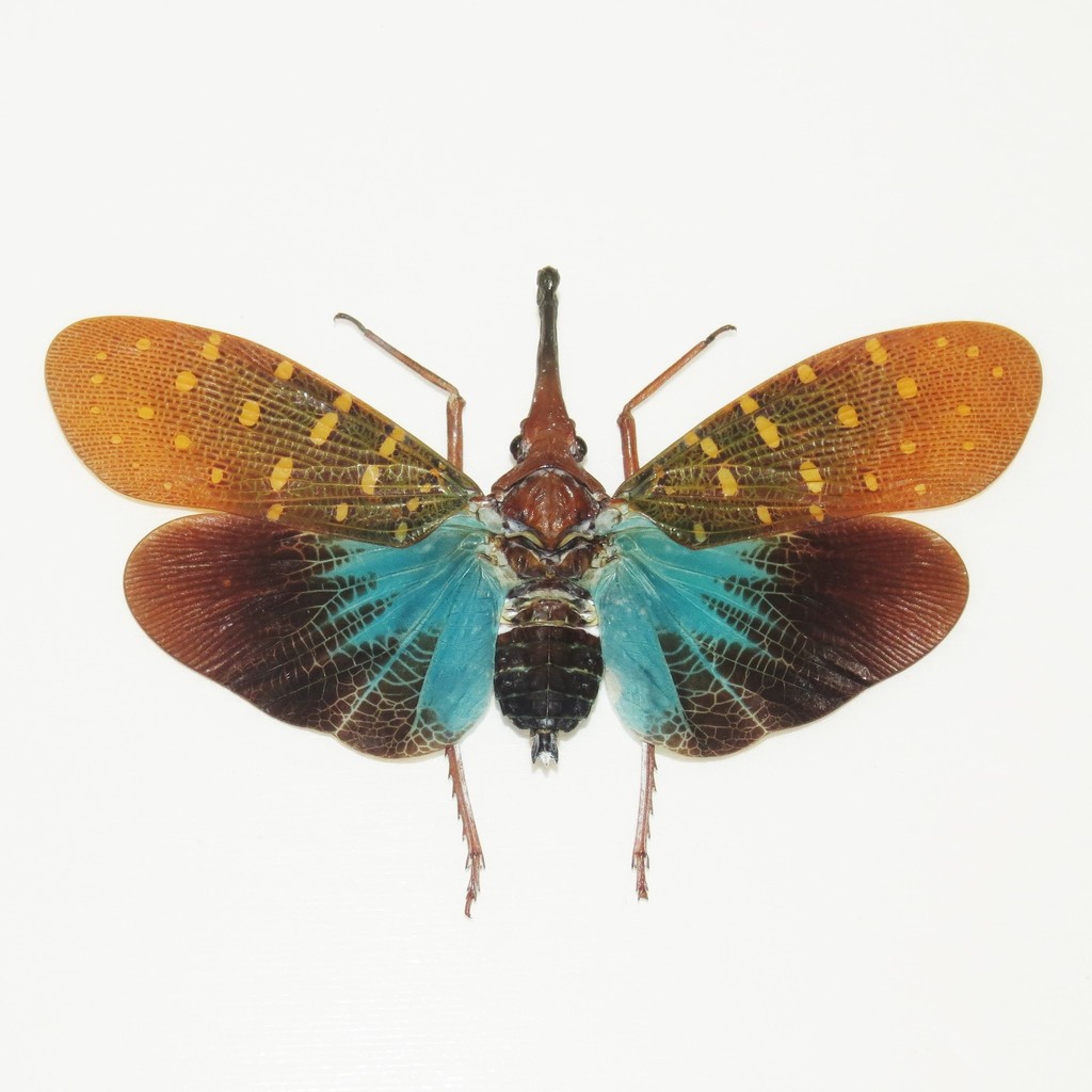 Pyrops effusus (Asian Lanternflies: the genus Pyrops) · iNaturalist