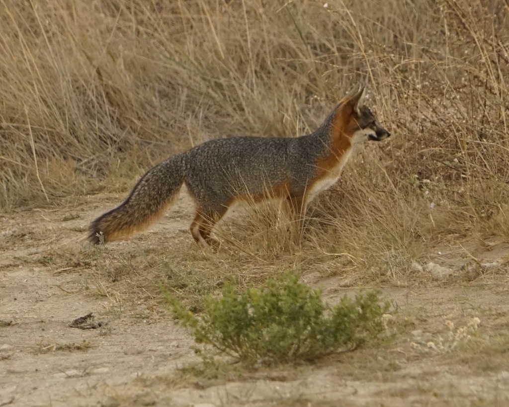 Island Fox (Urocyon littoralis) - Know Your Mammals