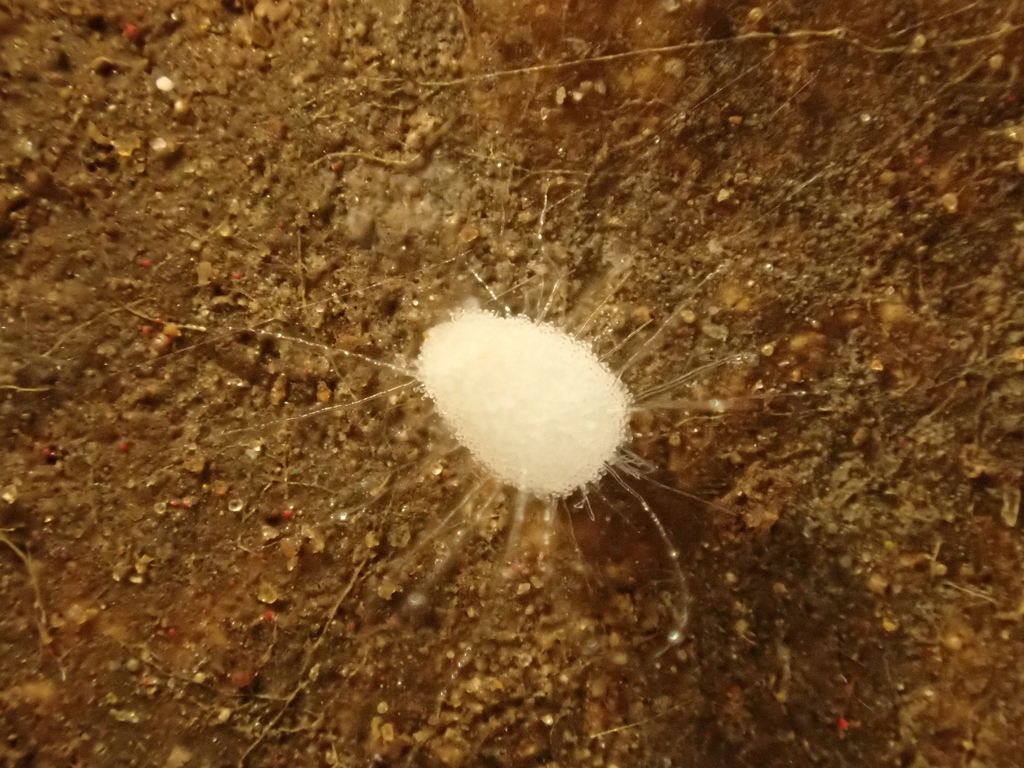 Fungi Including Lichens from Porter Caves, UCSC on August 26, 2025 at ...