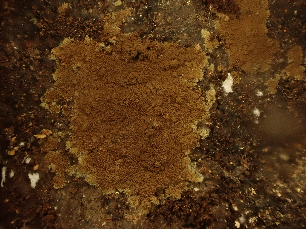Fungi Including Lichens from Porter Caves, UCSC on August 26, 2025 at ...
