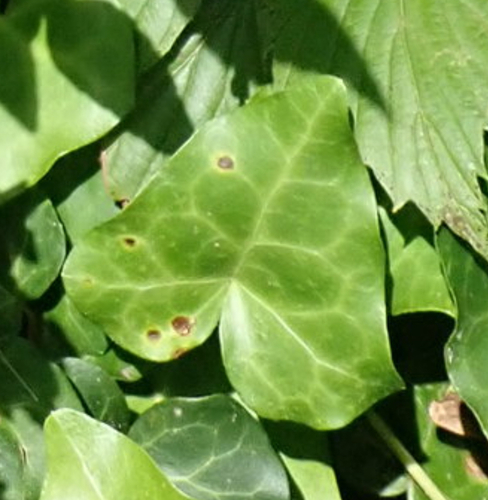 Subspecies Xanthomonas campestris hederae · iNaturalist