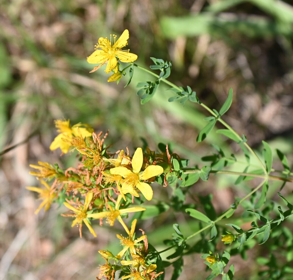 Common St. John's Wort from Heppen, Leopoldsburg, Bélgica on August 25 ...