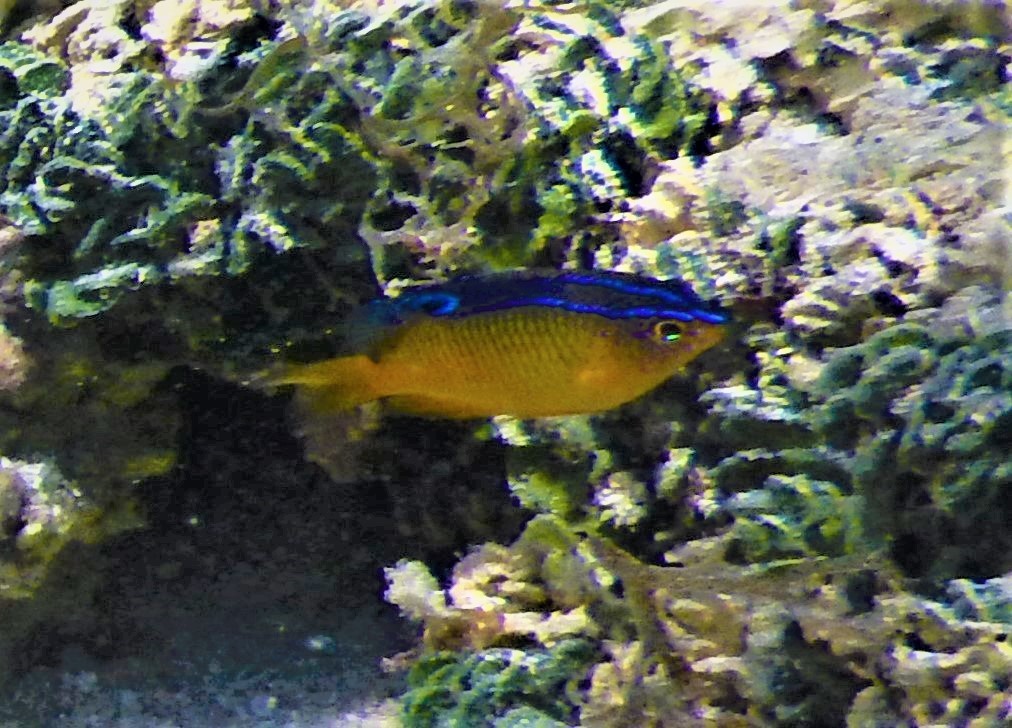 Brazilian Cocoa Damselfish (Stegastes variabilis) - Marine Life ...