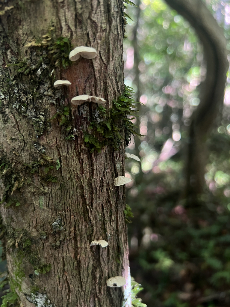 Fungi Including Lichens from San Sebastián, PR, US on August 23, 2025 ...
