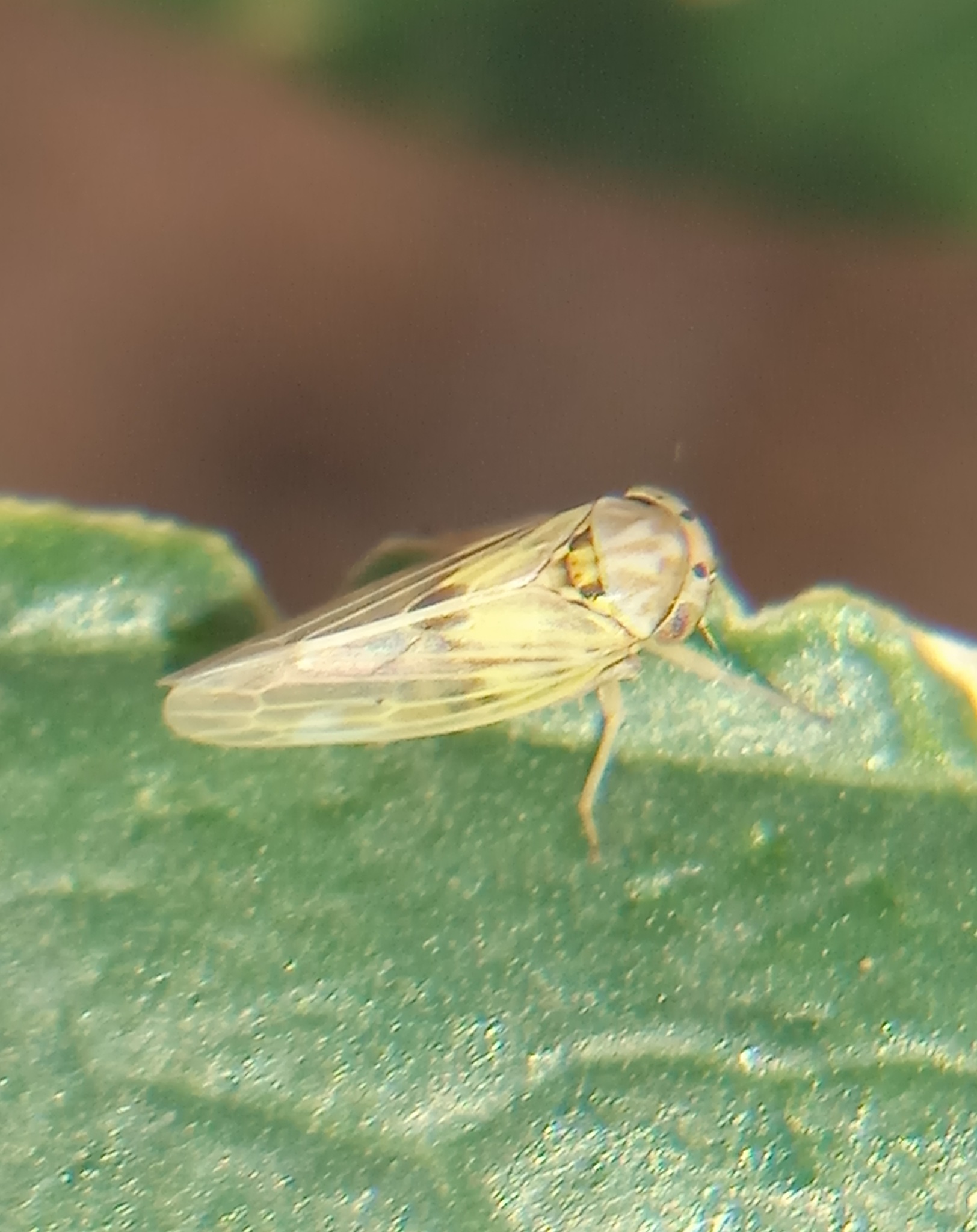 Agallia albidula | Insect Vectors of Plant Disease