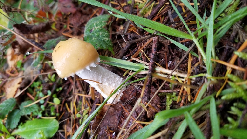 Questionable Stropharia in November 2019 by lala_g. cap slimey ...